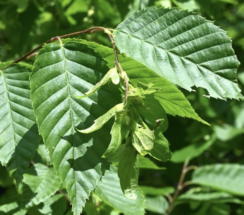 Plants of Olentangy River Trail – Bence's Ohio Plants Website