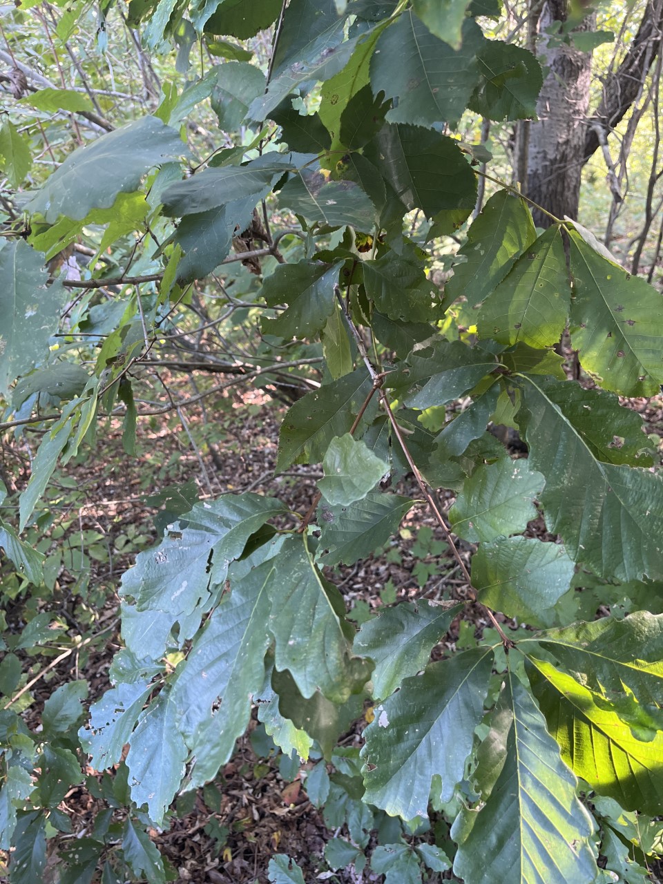 Deep Woods Filed trip: Geobotany and Botanical Research Theme – Bence's ...